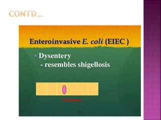 Escherichia coli | PPTX
