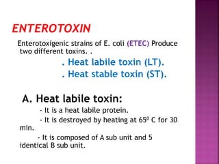 Escherichia coli | PPTX