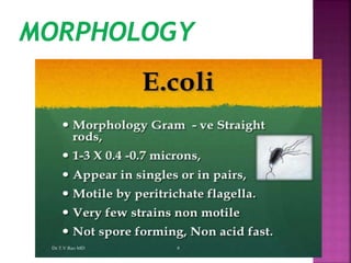 Escherichia coli | PPTX