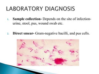 Escherichia coli | PDF