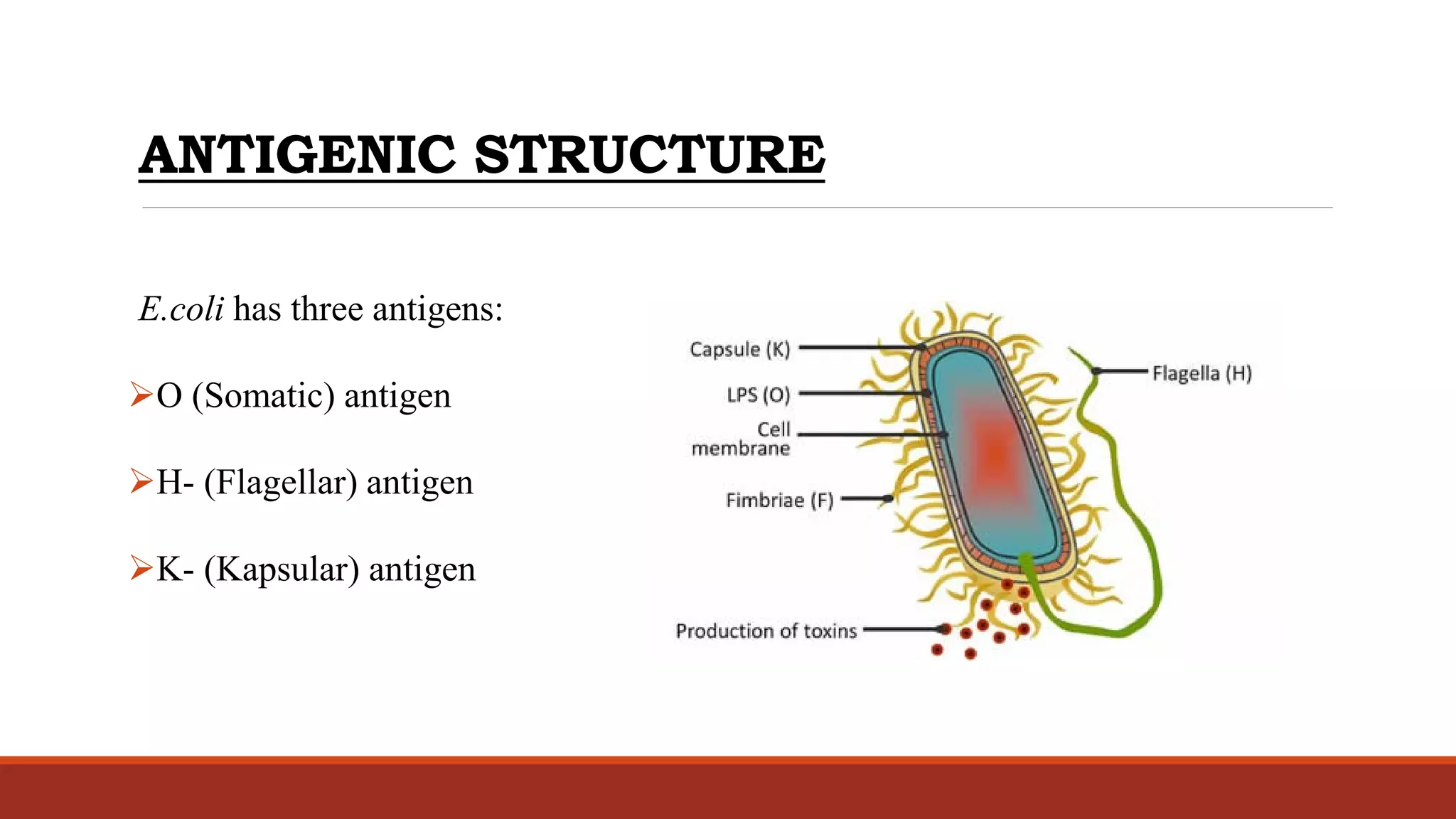 Escherichia coli | PDF