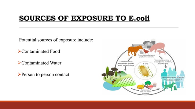Escherichia coli | PPT