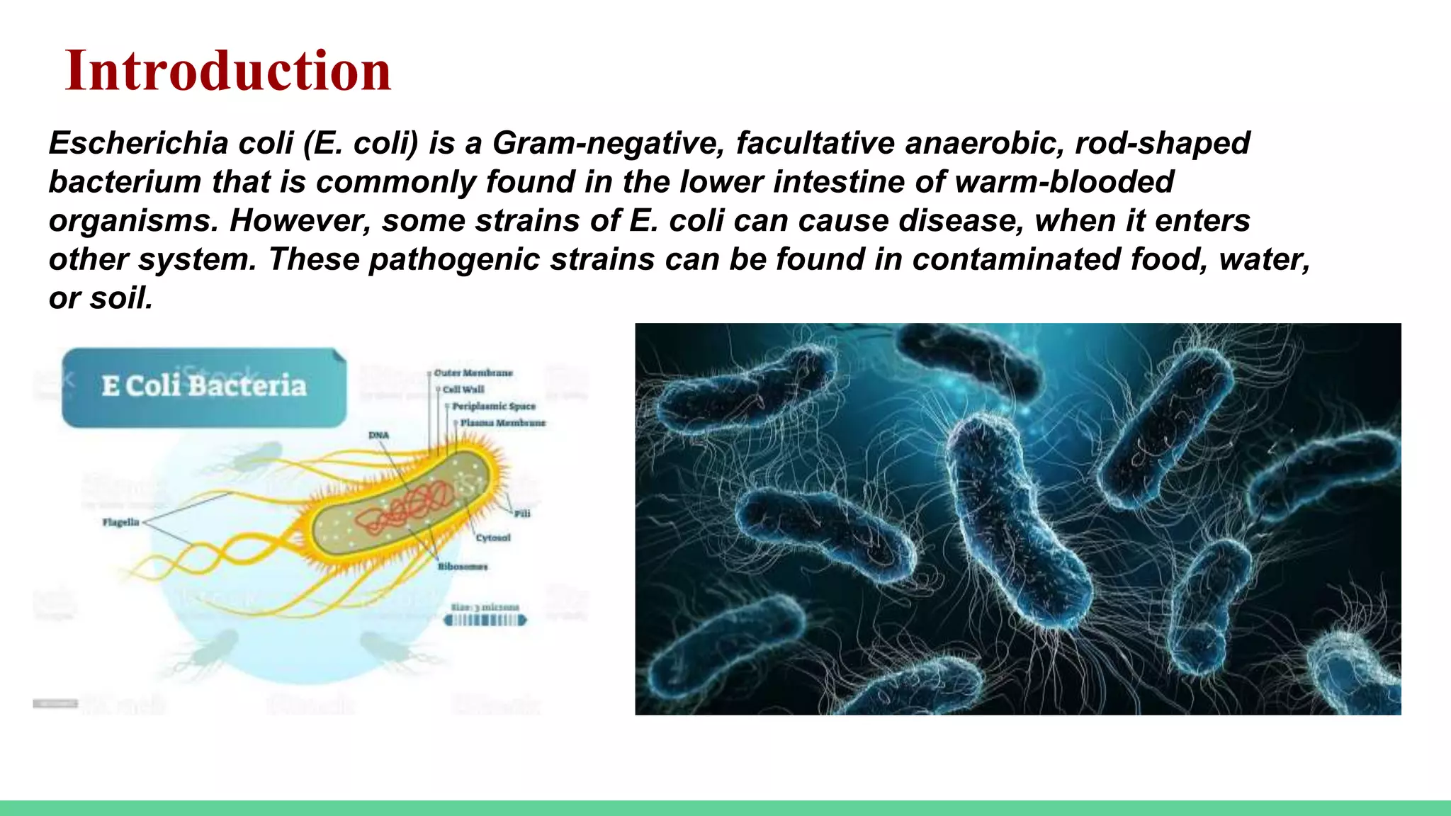 Escherichia coli | PPT