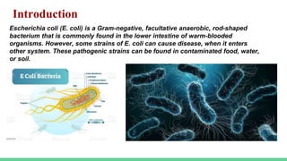 Escherichia coli | PPT
