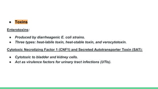 Escherichia coli | PPT