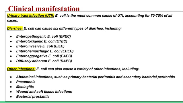 Escherichia coli | PPT