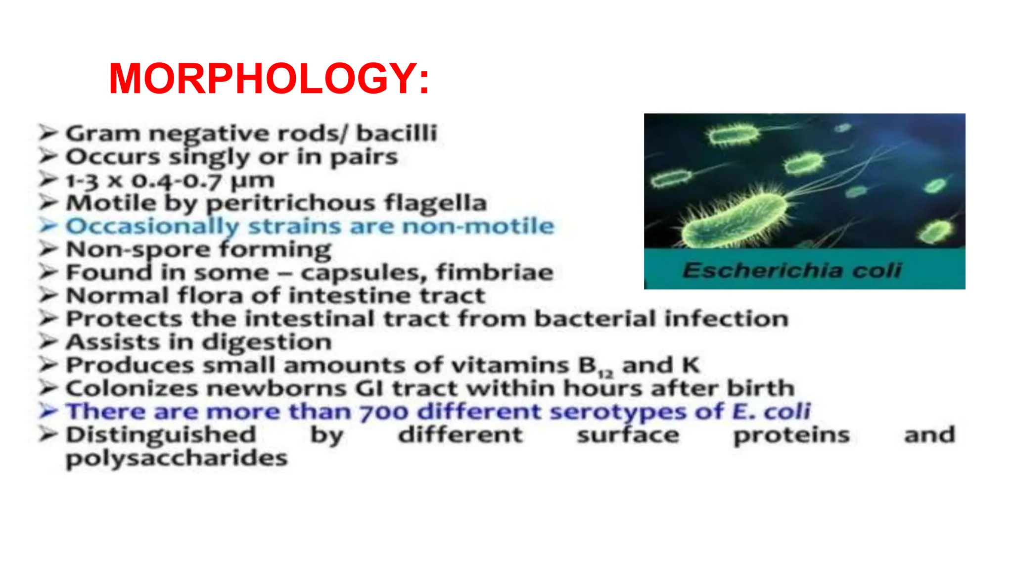 ESCHERICHIA COLI.pptx