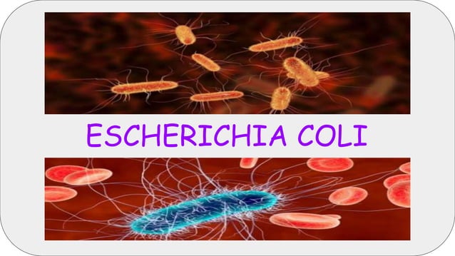 ESCHERICHIA COLI.pptx