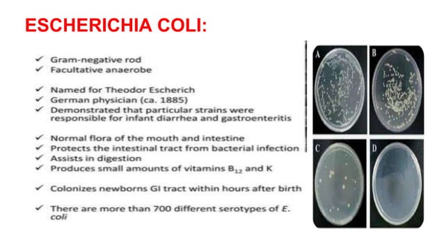 ESCHERICHIA COLI.pptx