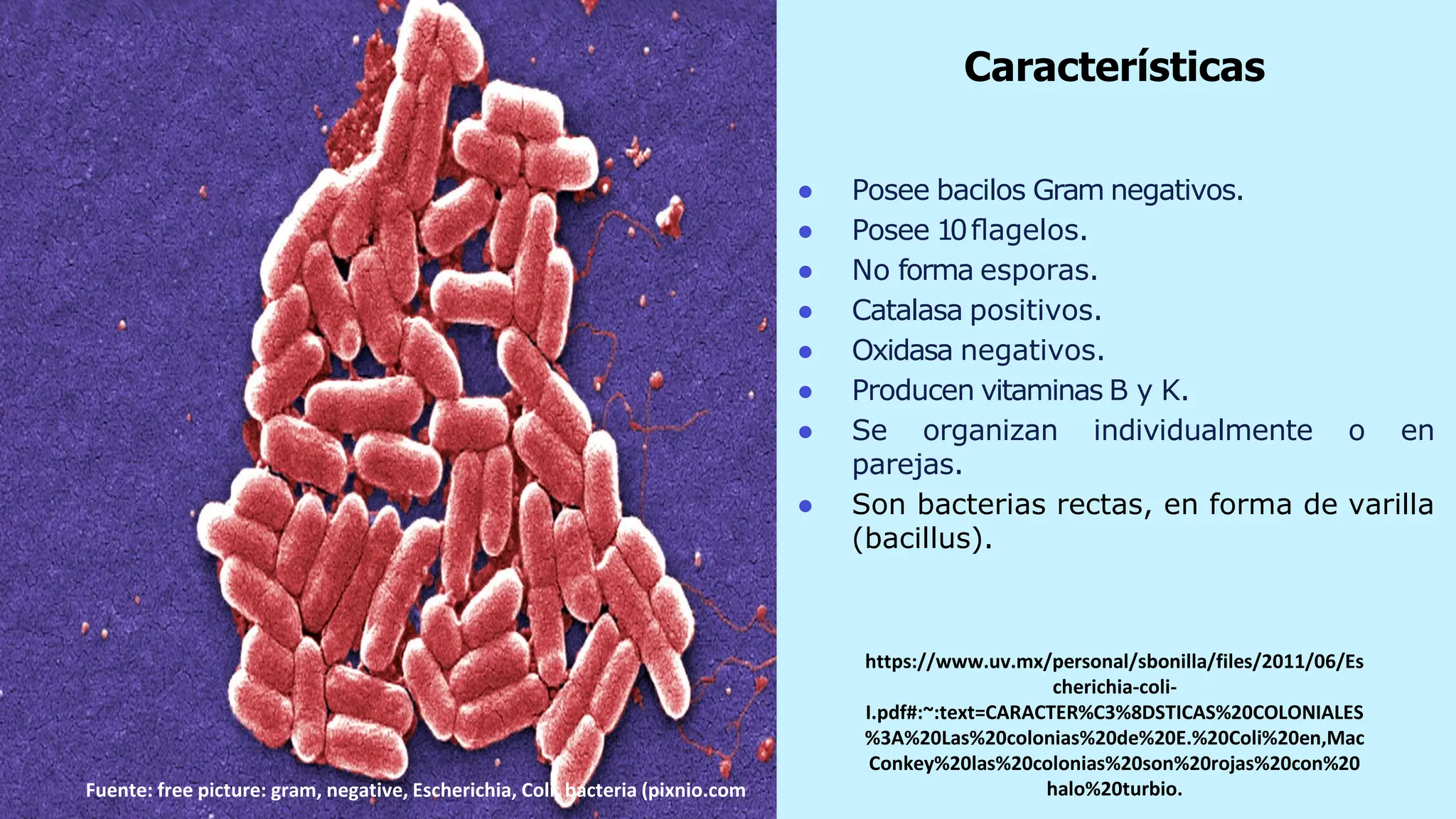 Informacion util y básica sobre la bacteria Escherichia coli | PDF