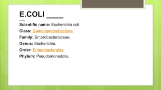 ESCHERICHIA COLI (E. Coli) By Gaurav.pptx. | PPTX