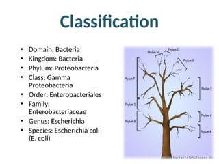Notes about Escherichia coli from Bacteriology BSC MLT | PPTX