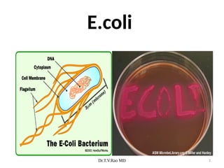 Notes about Escherichia coli from Bacteriology BSC MLT | PPTX