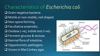 Escherichia coli | PPTX