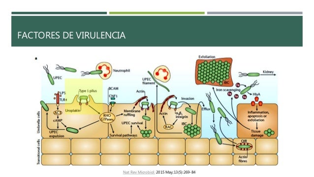 Escherichia coli uropatógena (UPEC)