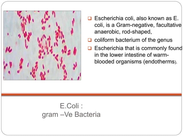 Escherichia coli (e.c oli) | PPT