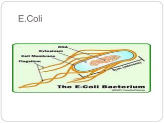 Escherichia coli (e.c oli) | PPTX