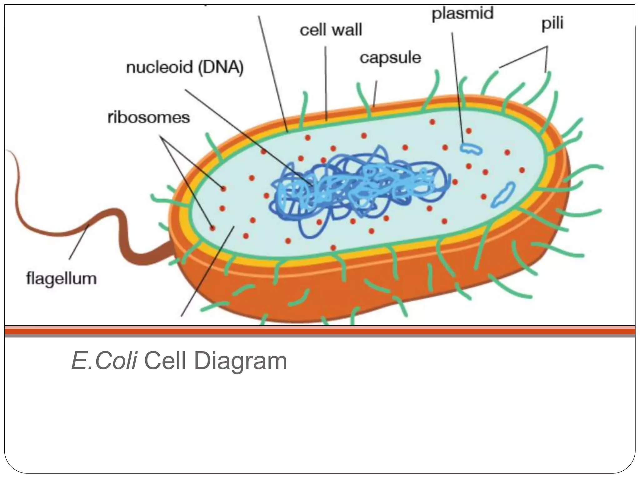 Escherichia coli (e.c oli) | PPTX