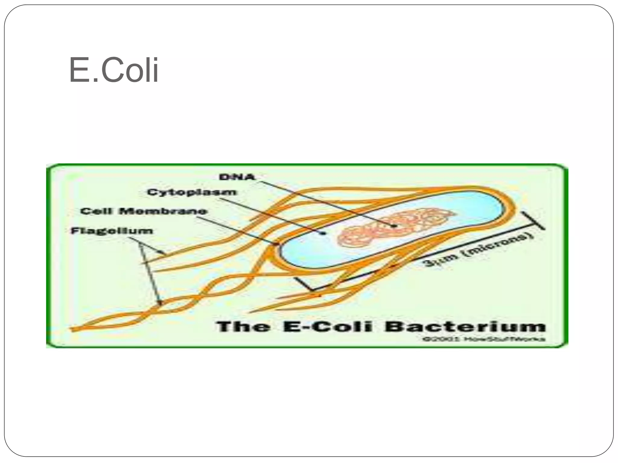 Escherichia coli (e.c oli) | PPTX
