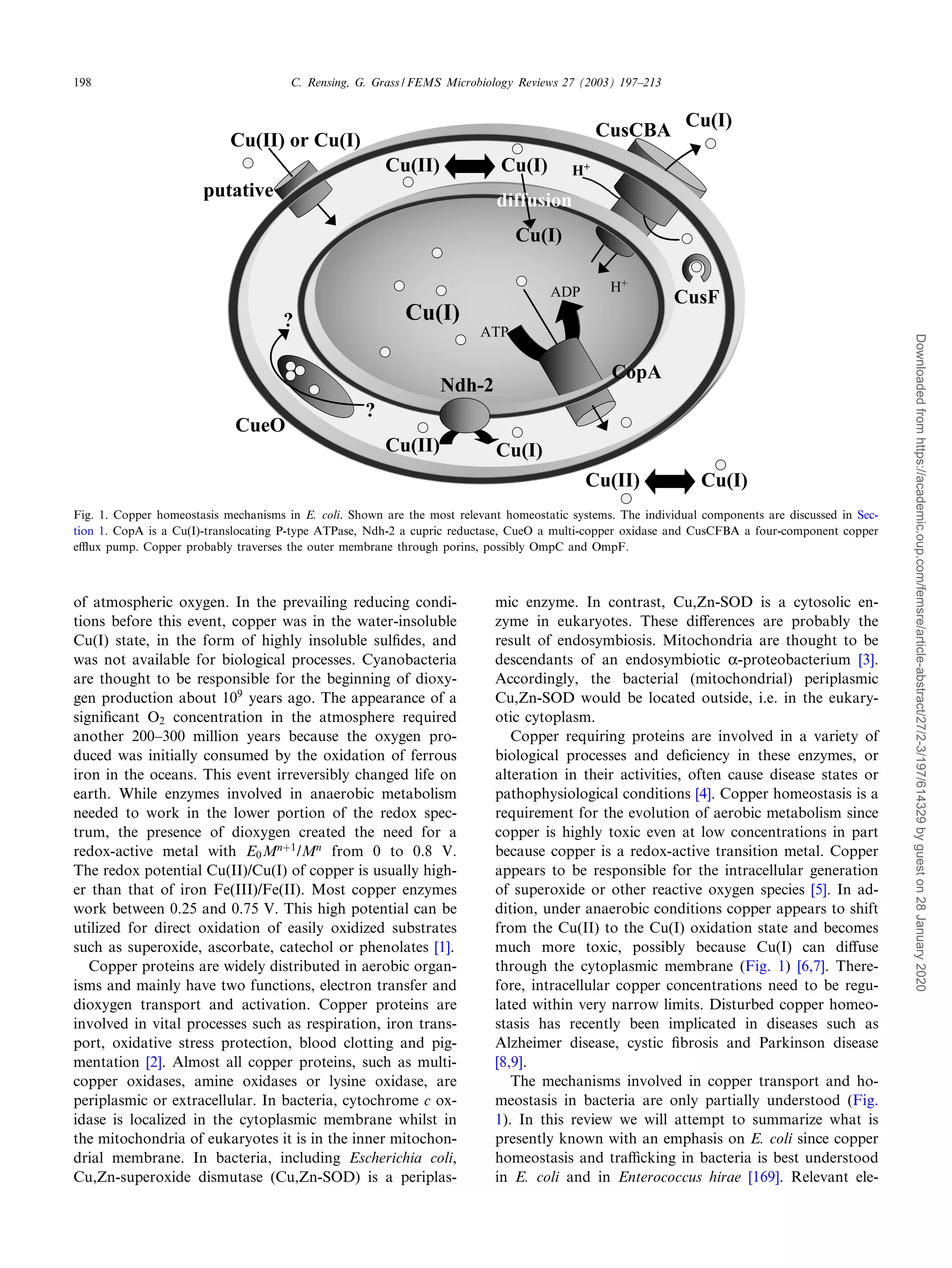 Escherichia coli mechanisms of copper homeostasis in a changing ...