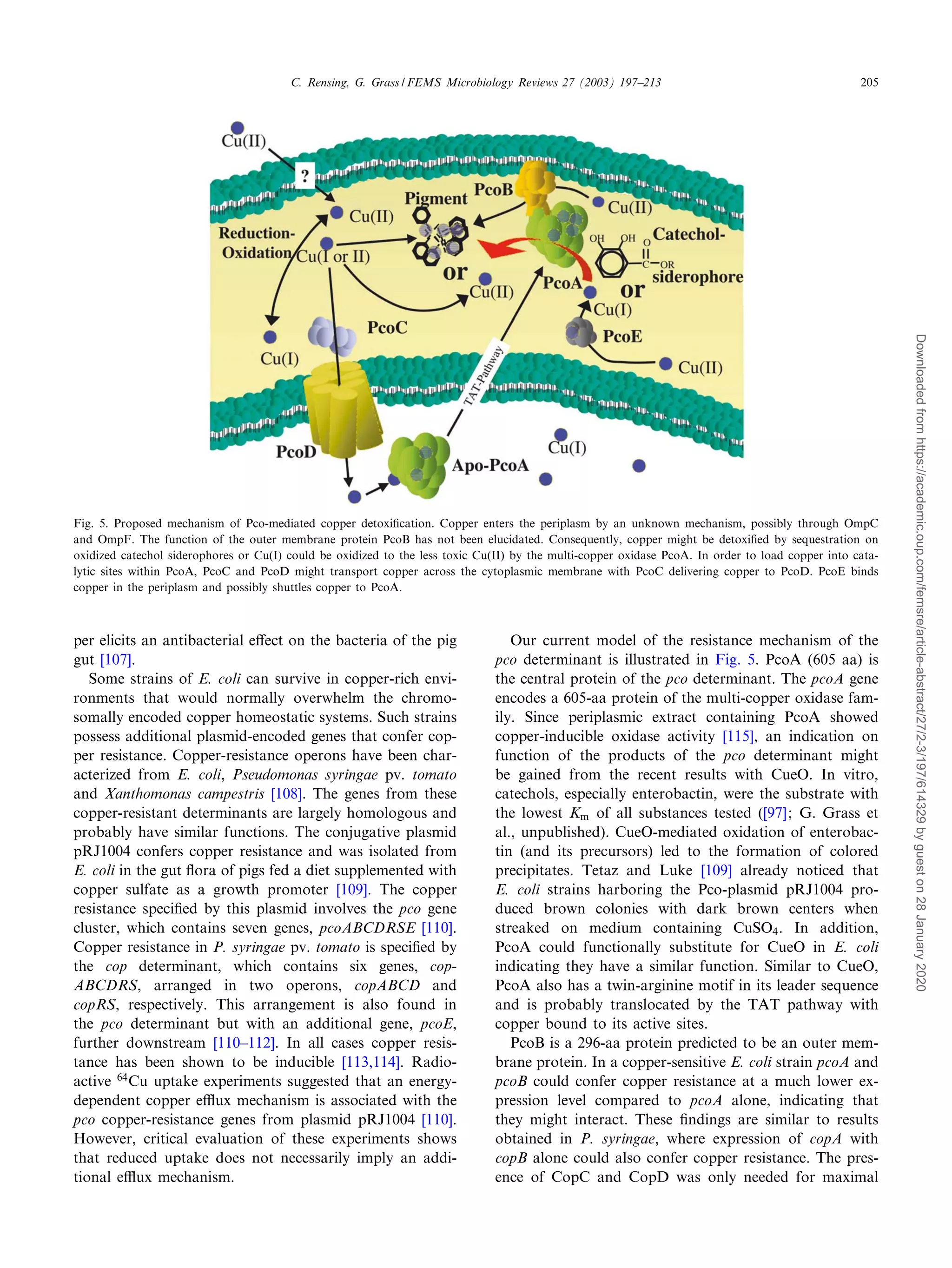 Escherichia coli mechanisms of copper homeostasis in a changing ...