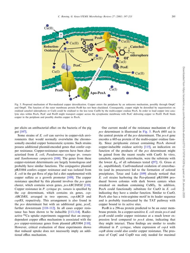 Escherichia coli mechanisms of copper homeostasis in a changing ...