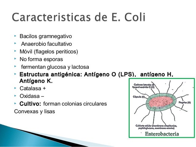 Escherichia coli