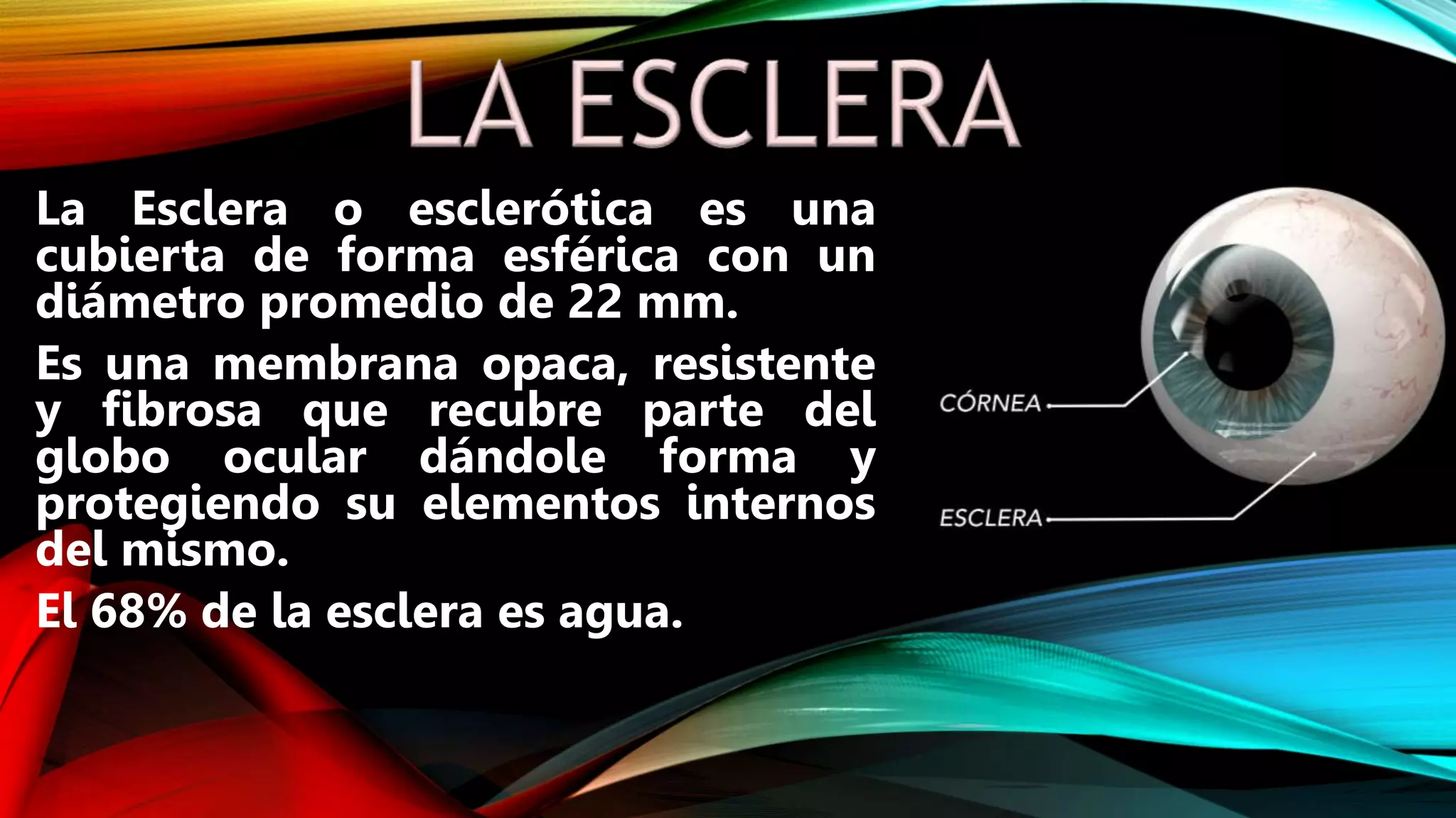 ESCLERA-PRIMER CICLO EUROHISPANO | PPT
