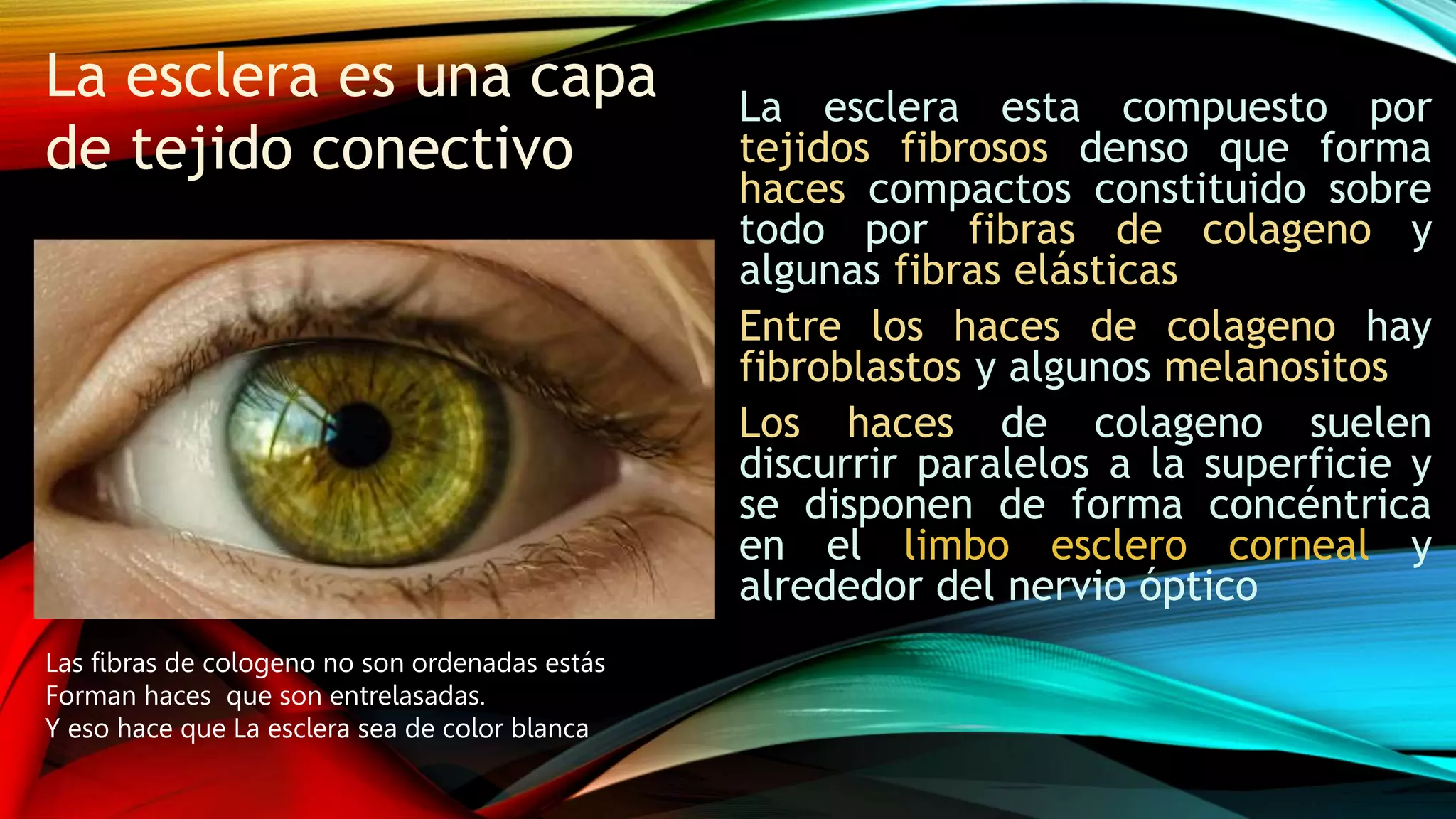ESCLERA-PRIMER CICLO EUROHISPANO | PPTX