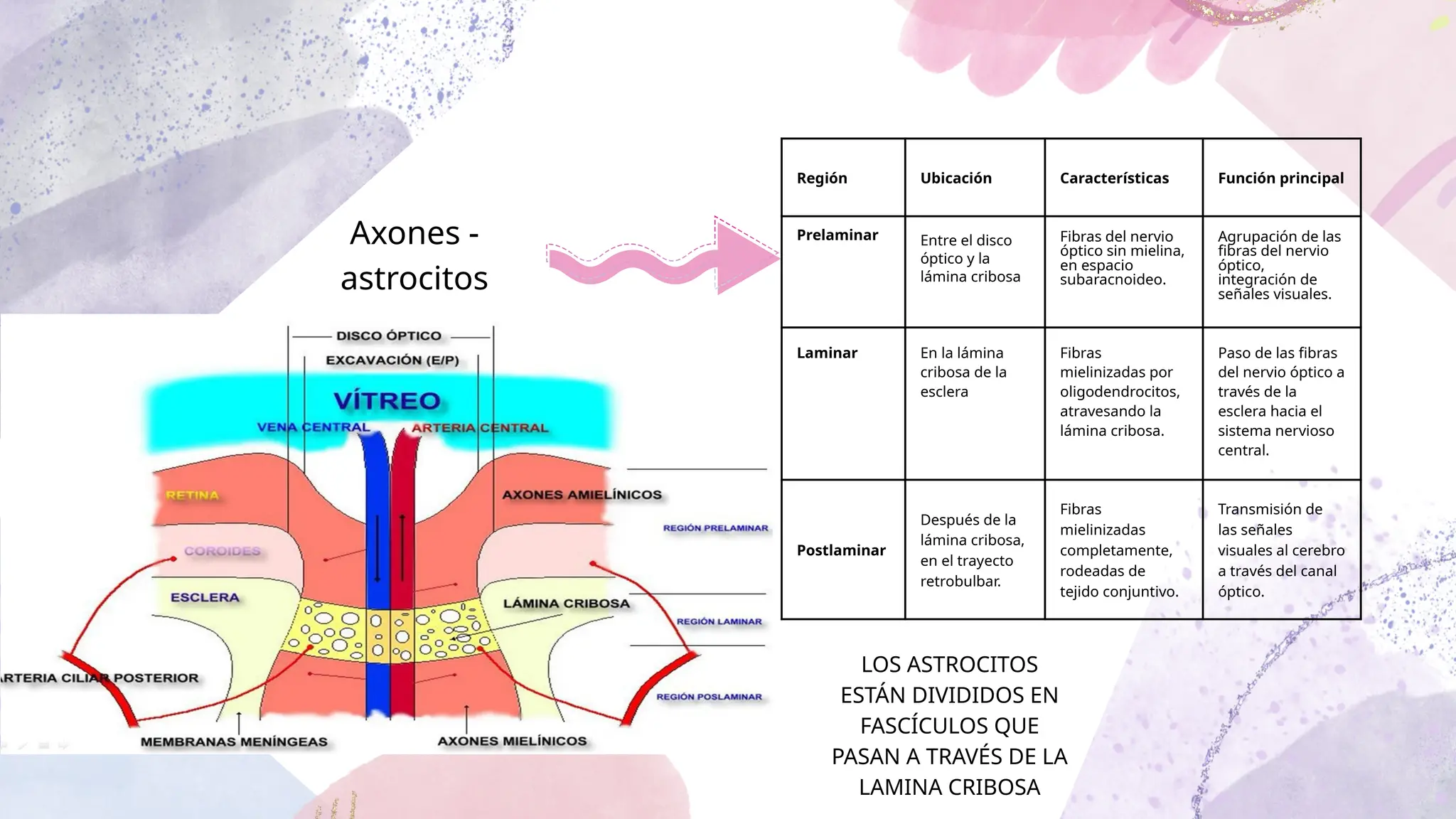 ANATOMÍA DE LA ESCLERA Y EL NERVIO ÓPTICO | PPTX