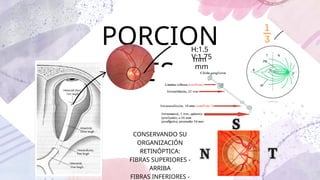 ANATOMÍA DE LA ESCLERA Y EL NERVIO ÓPTICO | PPTX