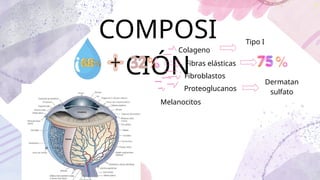 ANATOMÍA DE LA ESCLERA Y EL NERVIO ÓPTICO | PPTX