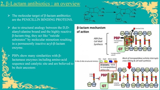 beta lactamases : structure , classification and investigations | PDF ...
