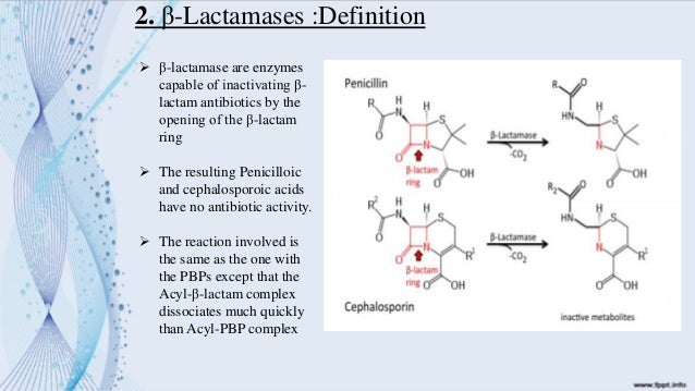beta lactamases : structure , classification and investigations