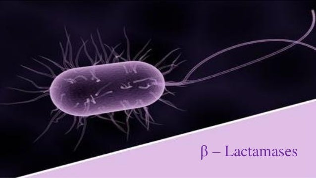 beta lactamases : structure , classification and investigations