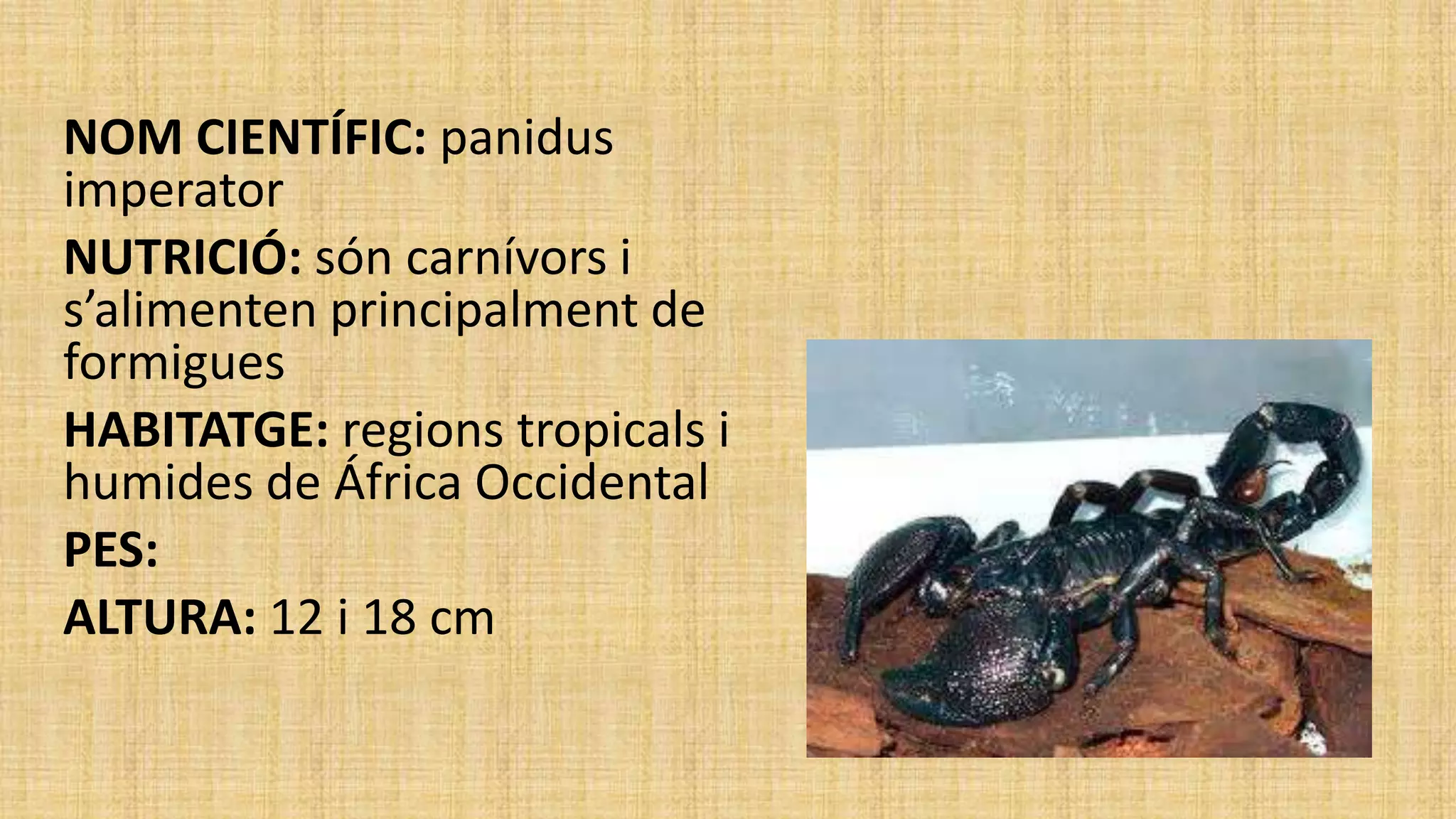 Escorpí emperador | PPTX