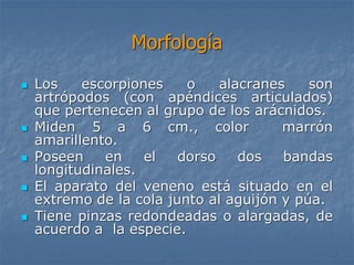 Escorpionismo | PDF