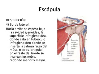 Escápula | PPT