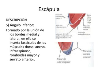 Escápula | PPT