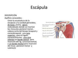 Escápula | PPT
