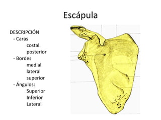Escápula | PPT