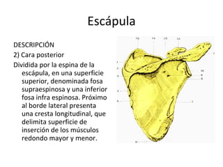 Escápula | PPT