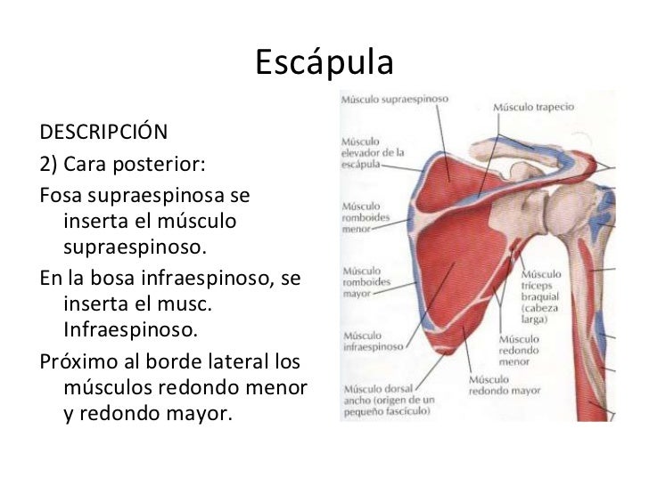 Escápula