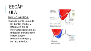ESCÁPULA ÁNGULOS.pptx