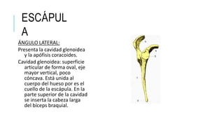 ESCÁPULA ÁNGULOS.pptx