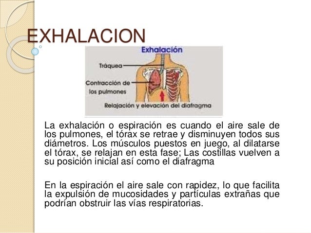 sistema respiratorio