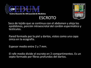 ecografia de escroto y sus patologias.pdf