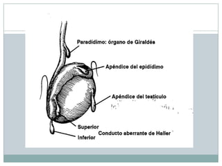 Escroto agudo | PPTX