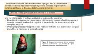 Escroto agudo | PPTX