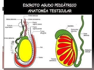 Escroto agudo en pediatría | PPTX
